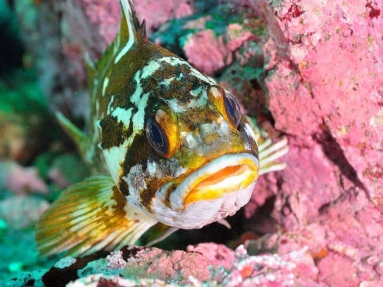 37 Things That You Probably Didn't Know About Fish