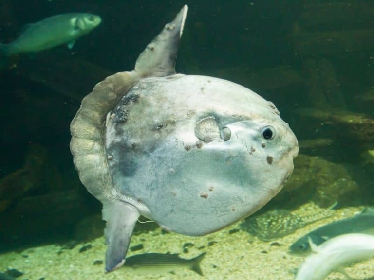 37 Things That You Probably Didn't Know About Fish