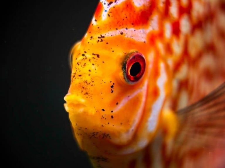 37 Things That You Probably Didn't Know About Fish
