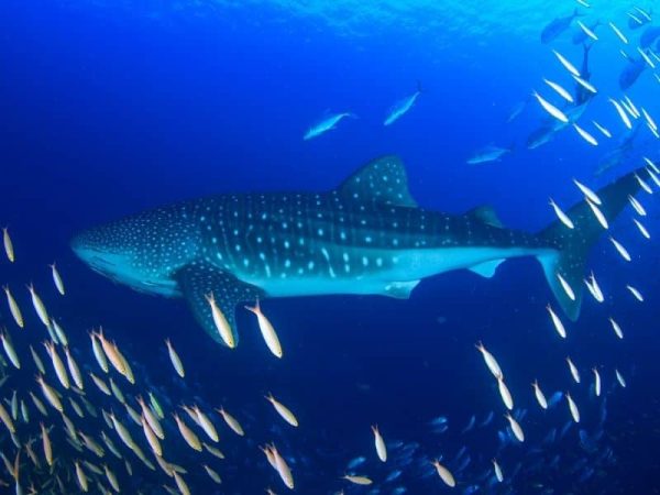 37 Things That You Probably Didn't Know About Fish