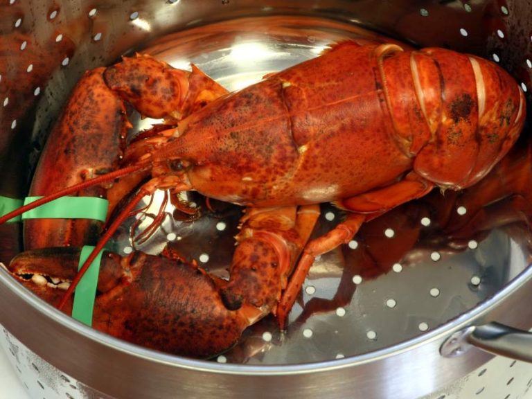 How To Cook Live Lobster At Home Perfectly